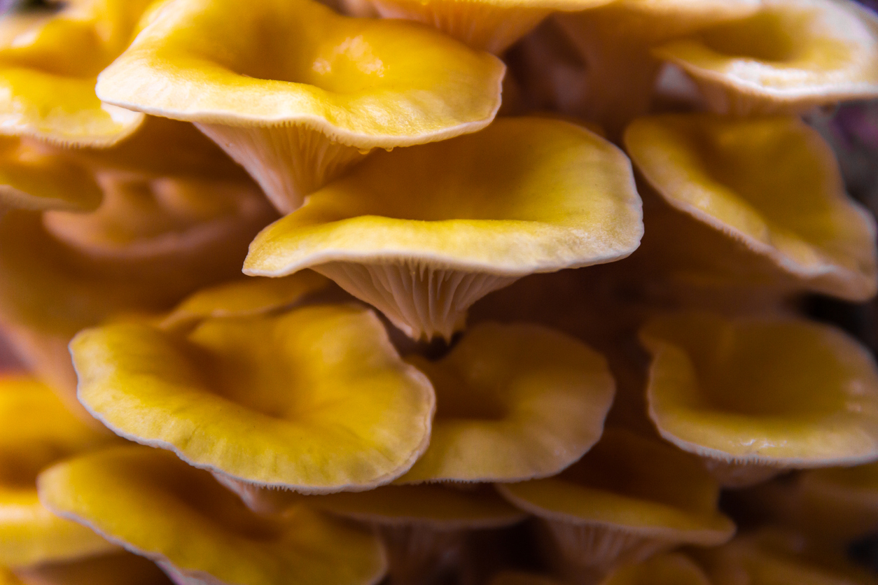 Le pleurote jaune [Pleurotus citrinopileatus]