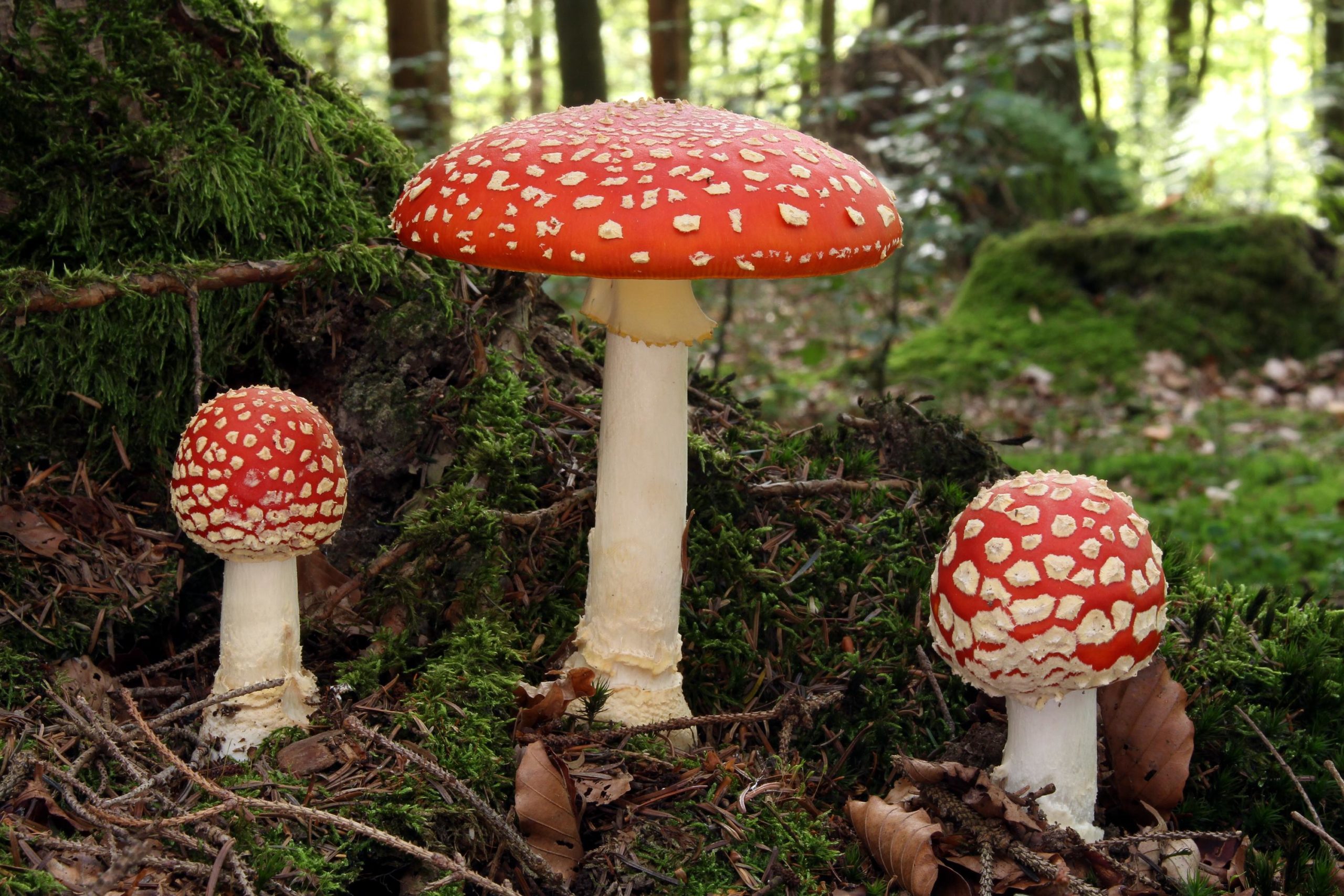 Le cèpe de Bordeaux [ Boletus Edulis ] - Cultiver les champignons