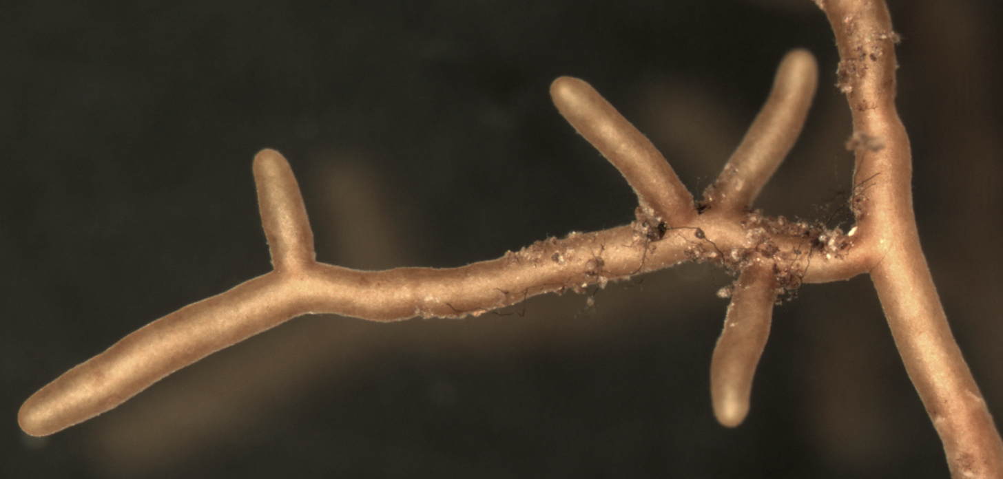 La mycorhize : 7 types d'association