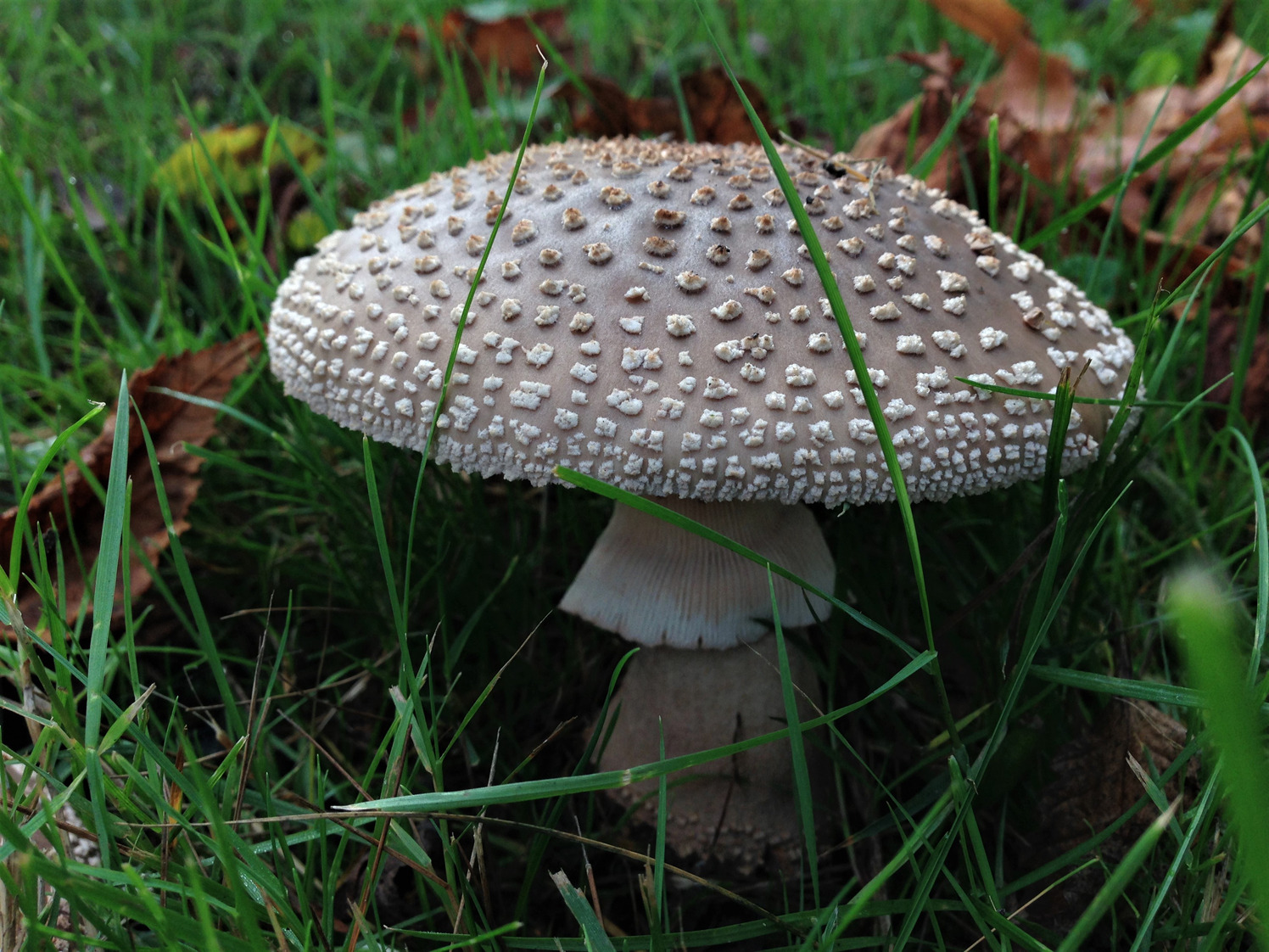 L'amanite rougissante [ Amanita rubescens ]