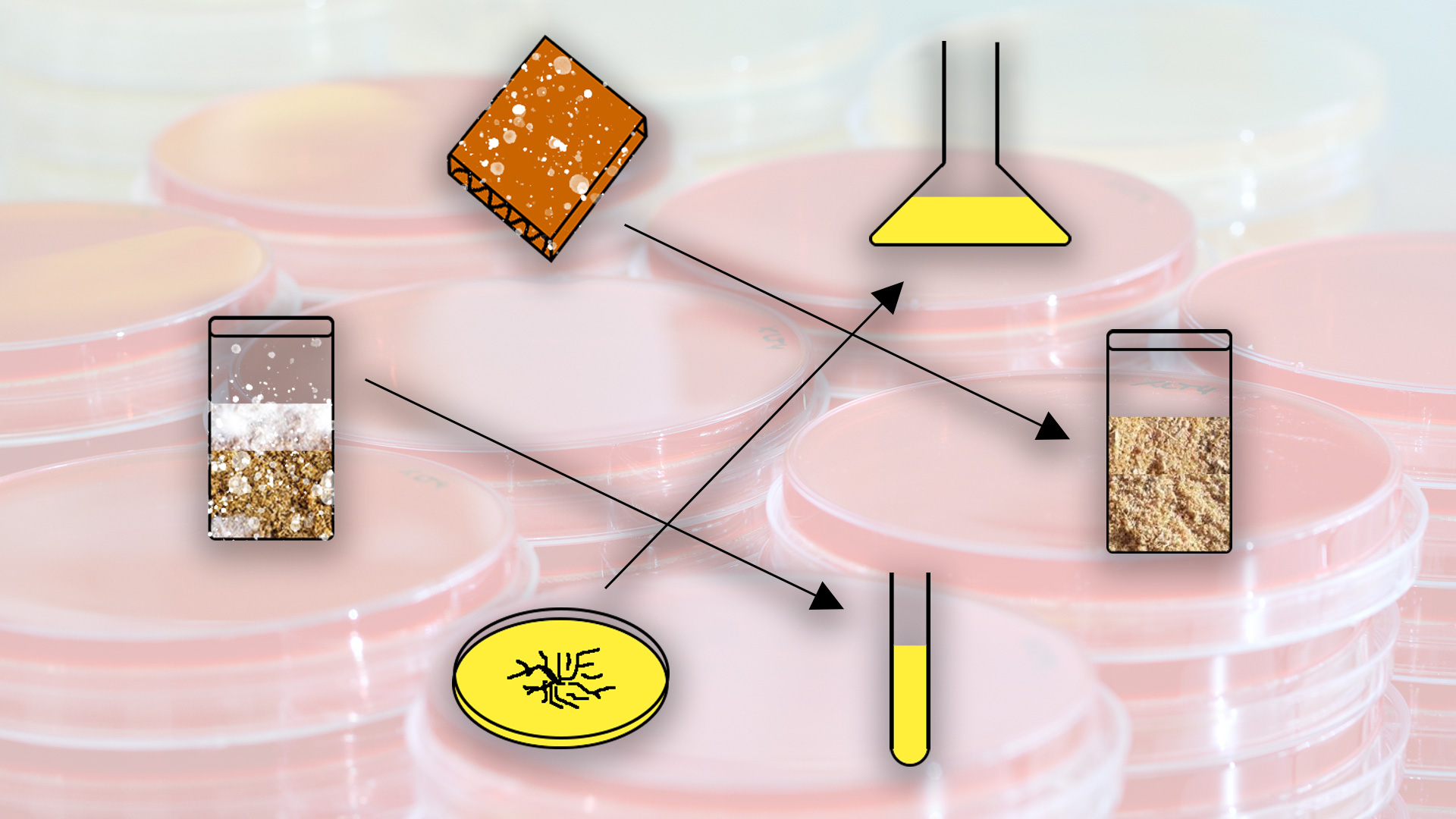 Milieux de culture pour champignons : quoi ensemencer avec quoi