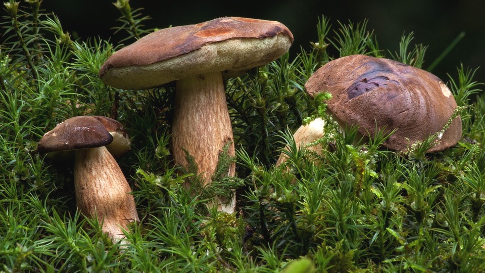 Le Bolet bai [Imleria badia]