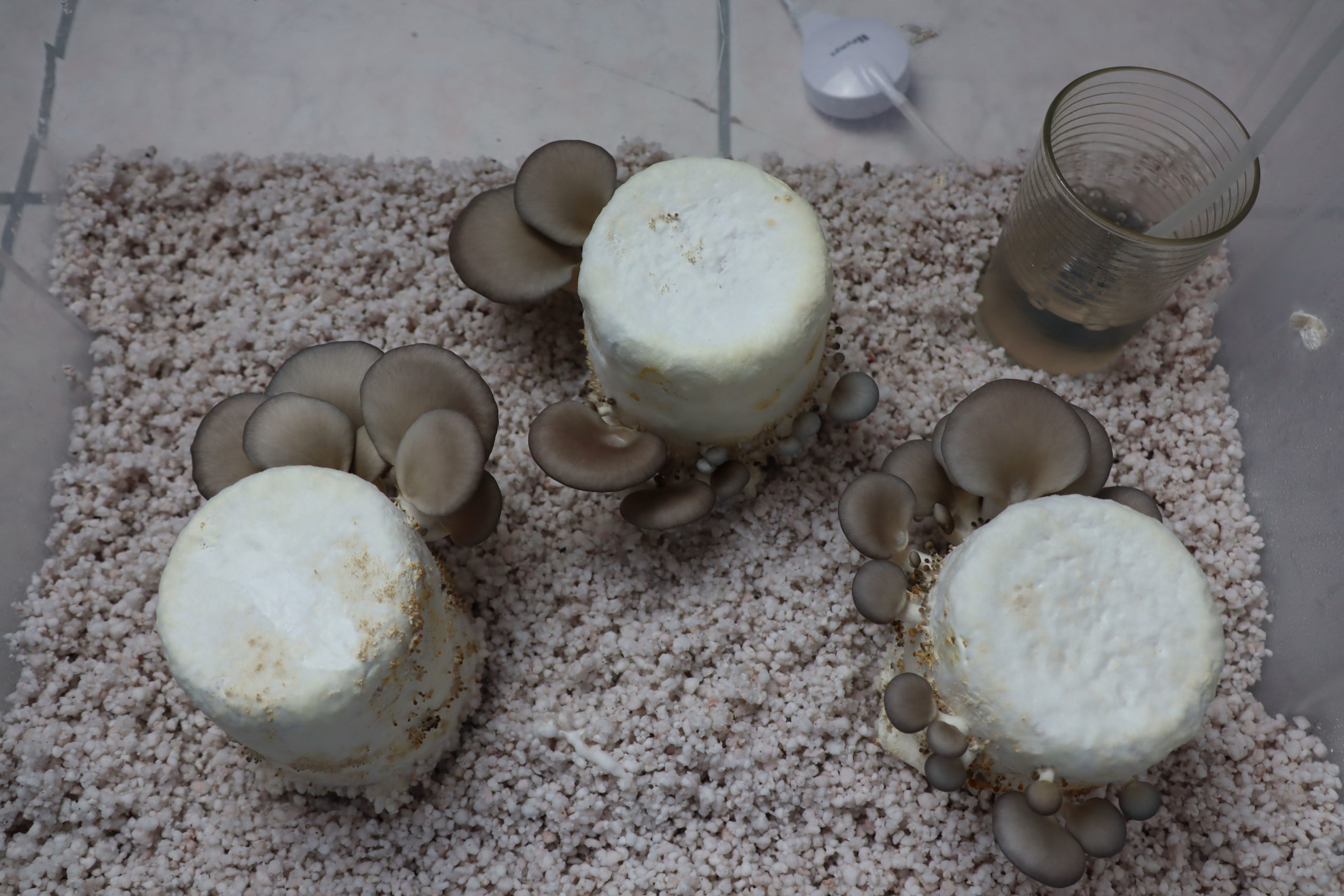 La méthode PF TEK [Partie 1] - La préparation du substrat