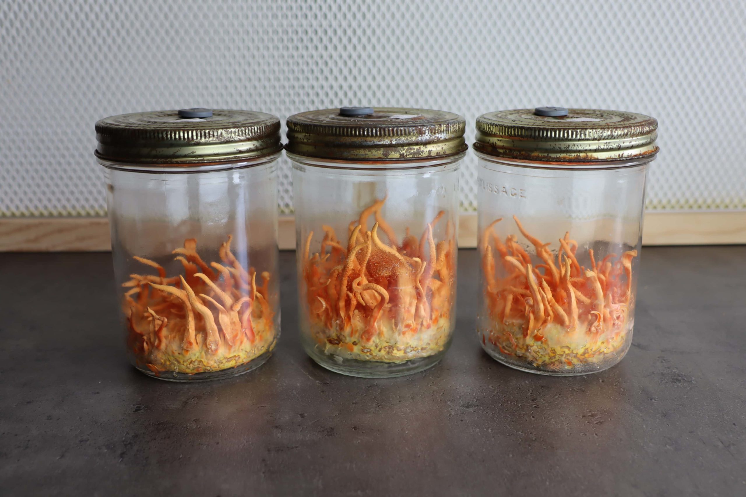 Culture du Cordyceps militaris : De 'The Last of Us' à votre monde.
