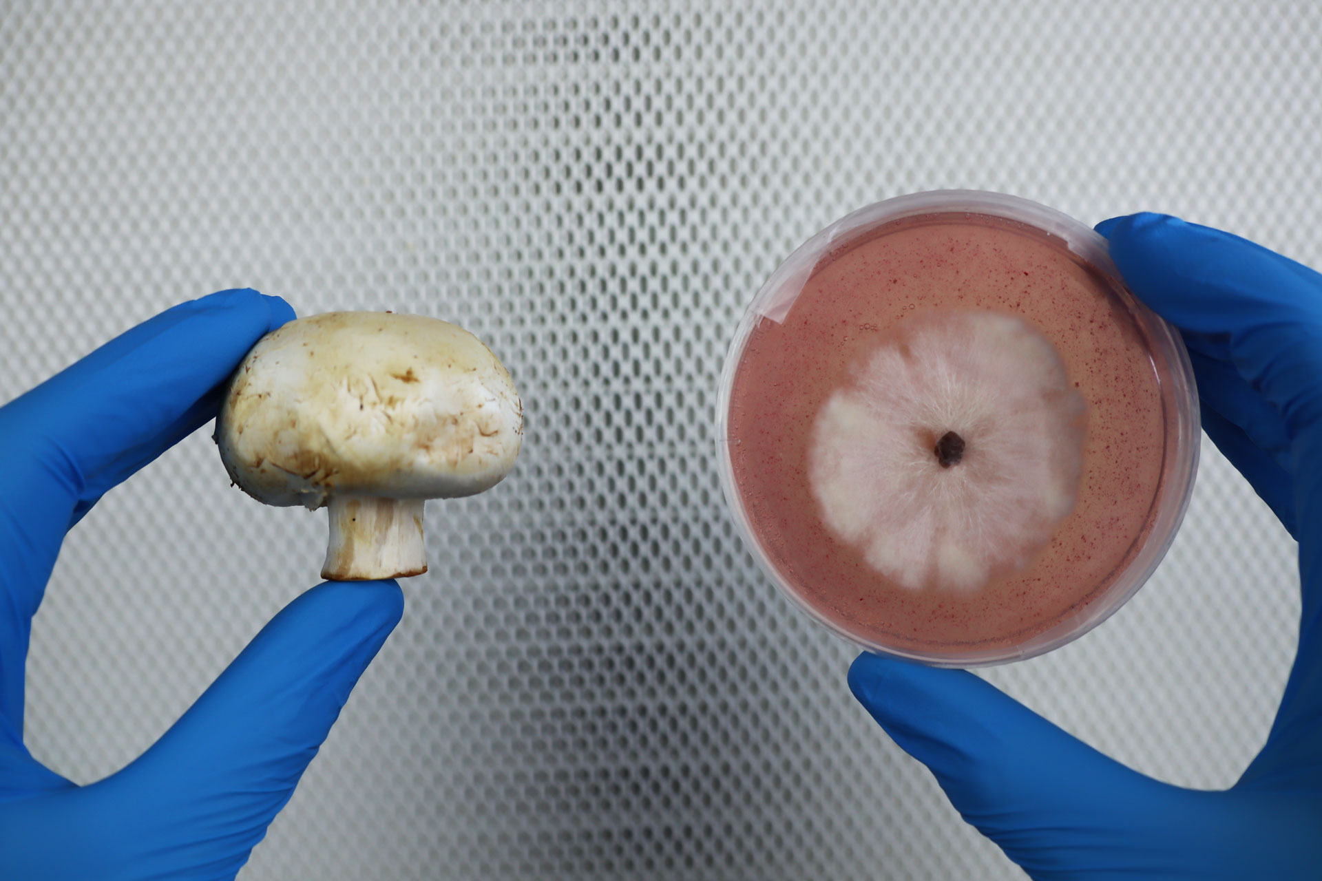 Comment cloner un champignon frais sur agar ? [Tutoriel]